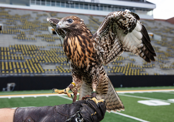 HAWKS | Raptor Ambassador Program